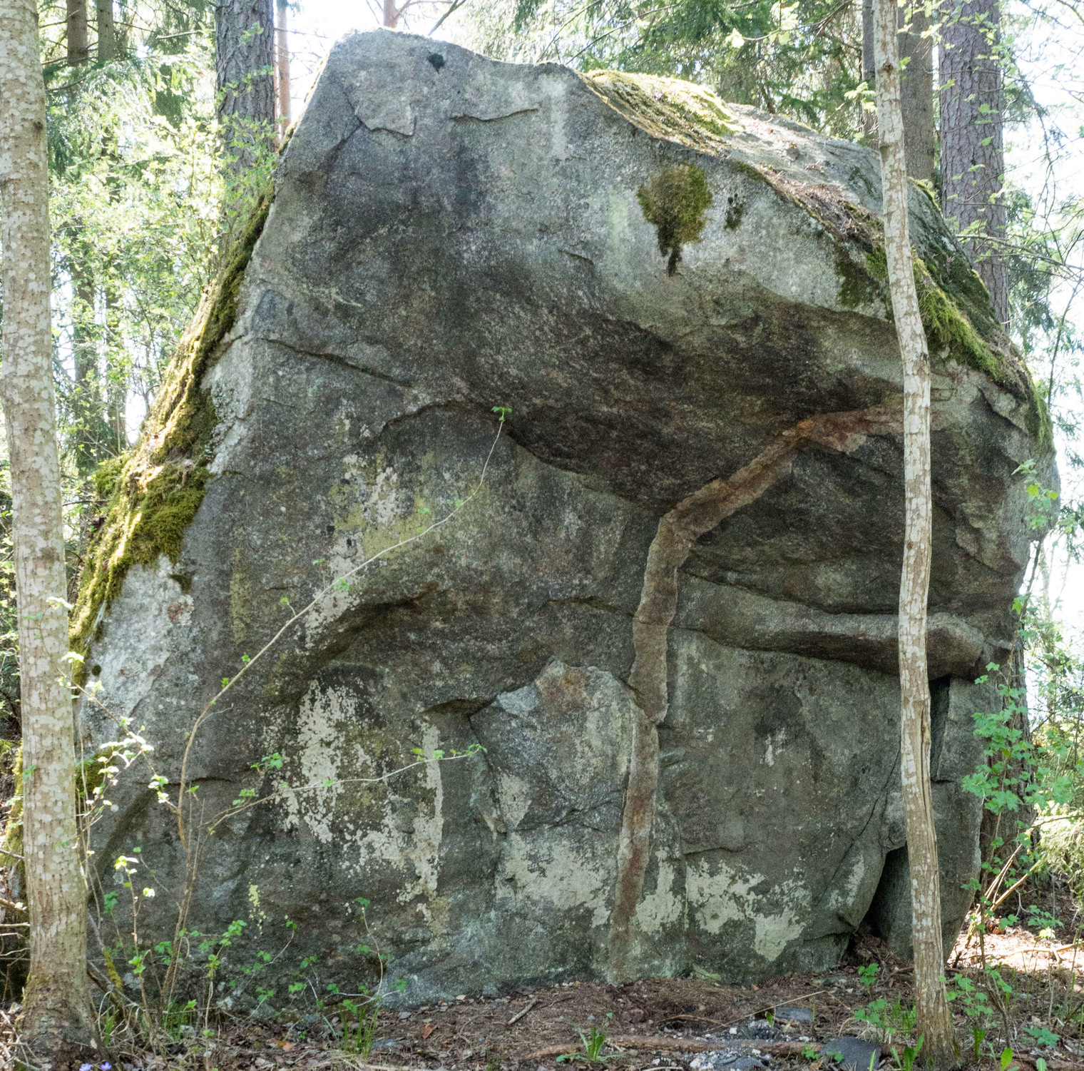 Vetäytyneet ikenet at Saunan taka, Mäyriä